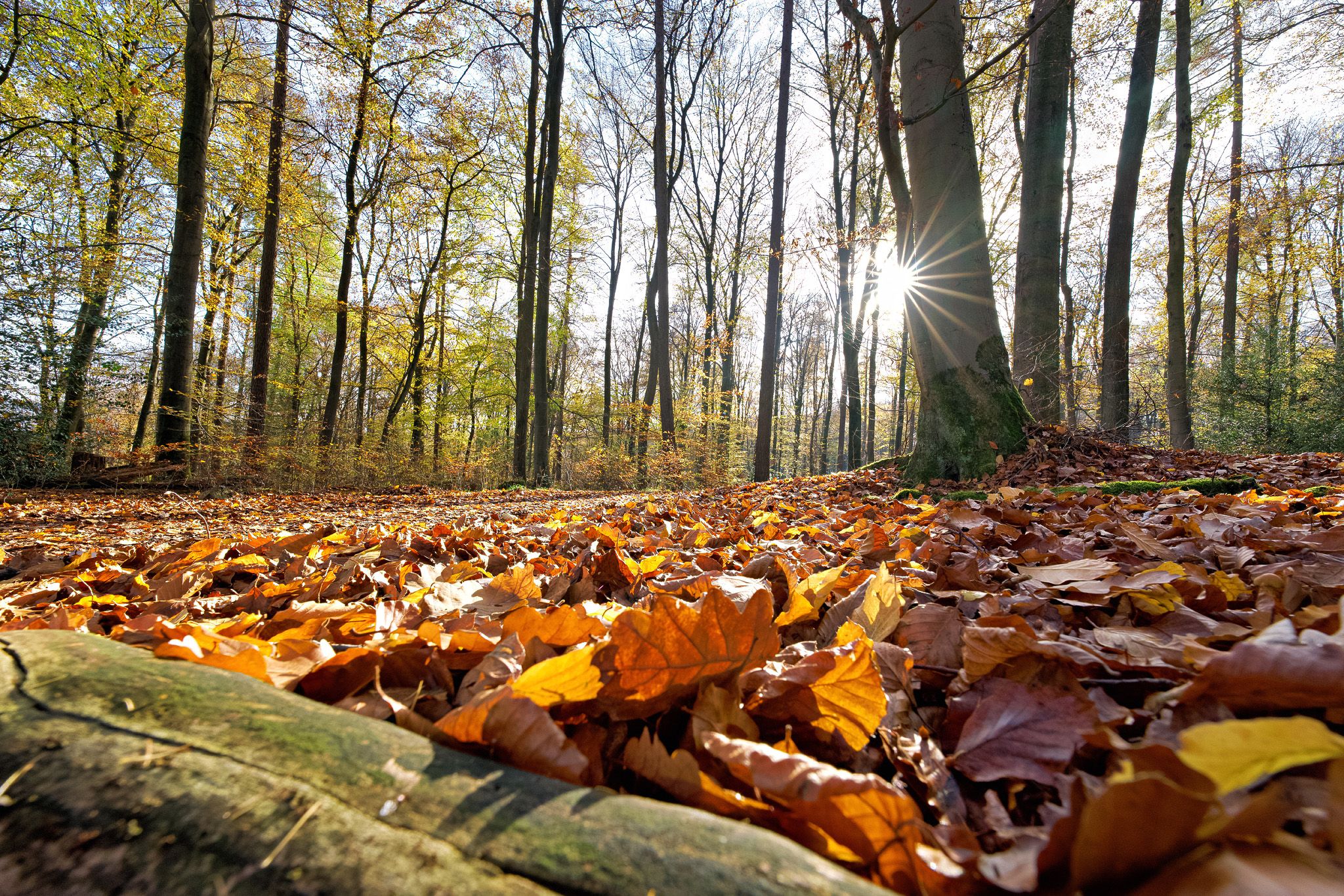 Circular hiking trail A4 - Brüningsen - moehnesee.de